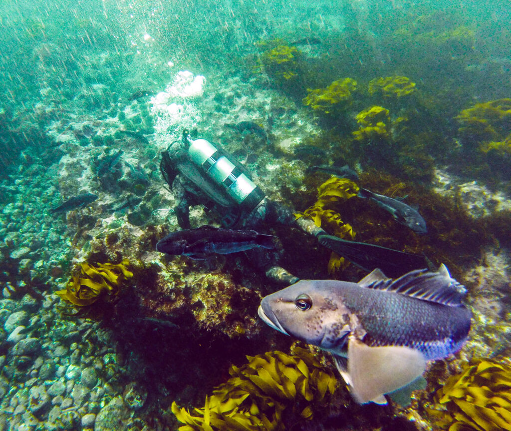 The Chatham Islands – Like New Zealand Only different